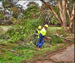 Top 10 Best Tree Services Near Me in Spring Hill FL - 2024 ...